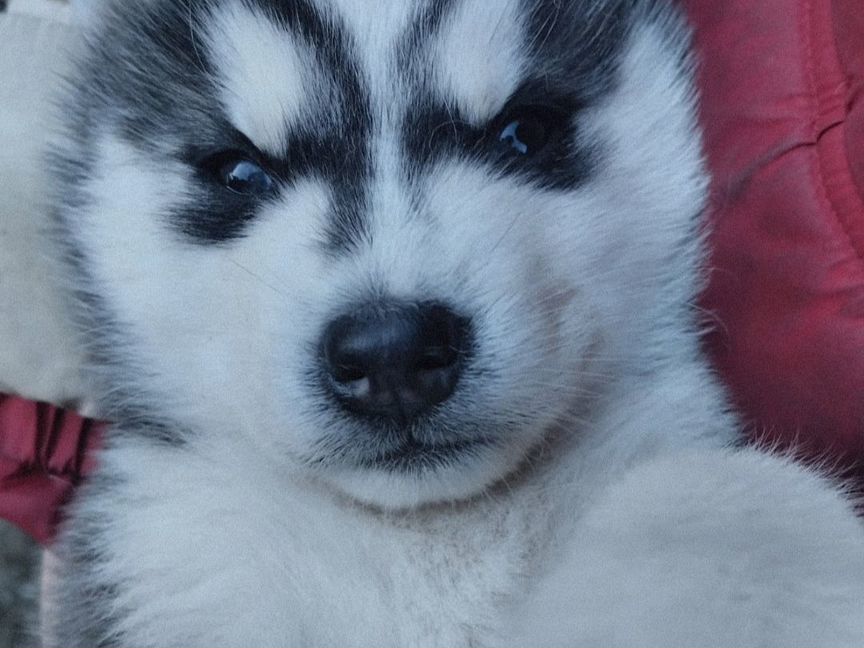 Щенки сибирской хаски