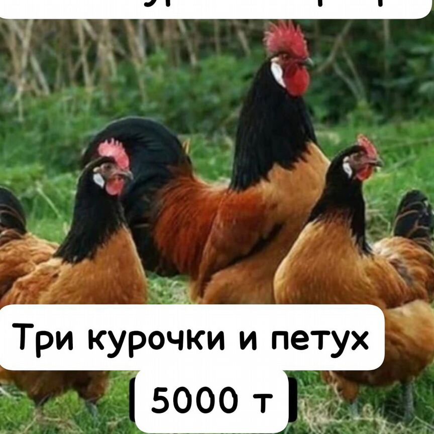 Куры Форверк