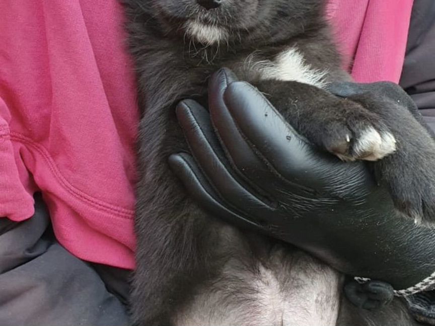 Щенок мальчик