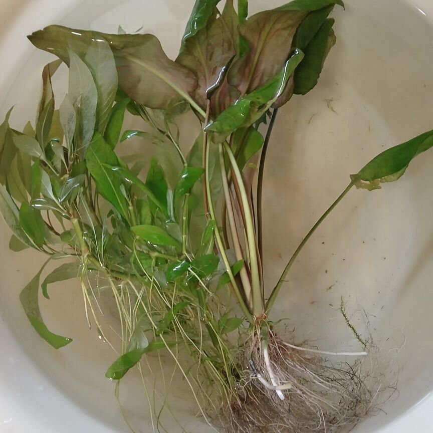 Лимонник, криптокорина