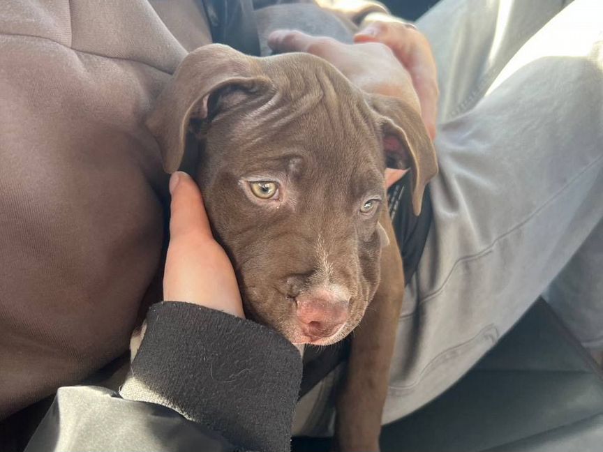 Американский питбуль