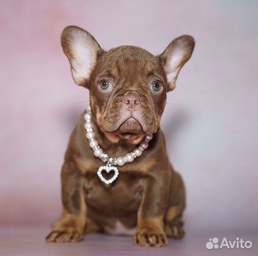 Французский бульдог, девочка