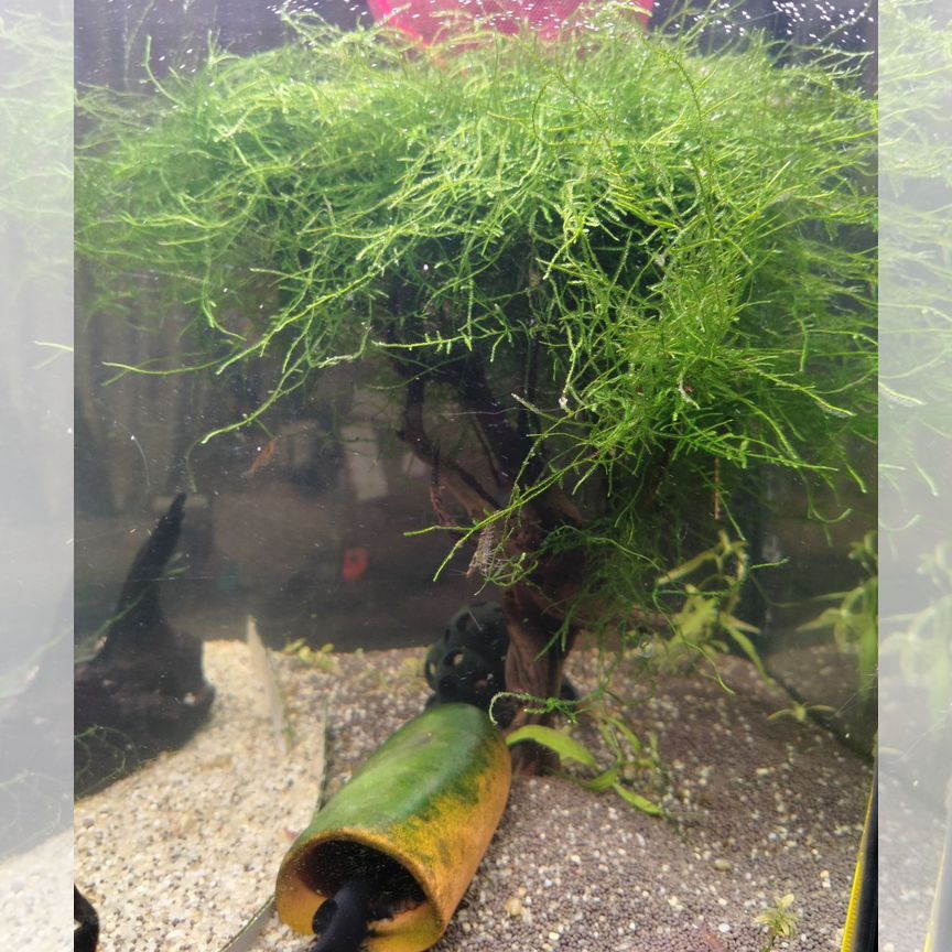 Мох рождественский, криптокарина