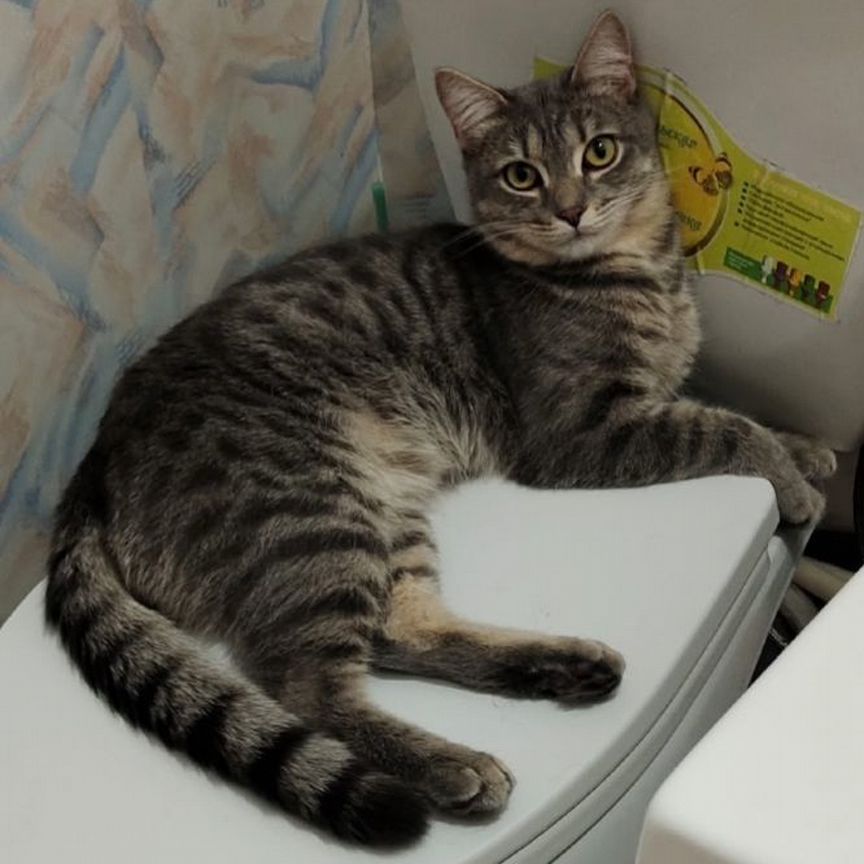 Взрослый кот в добрые руки