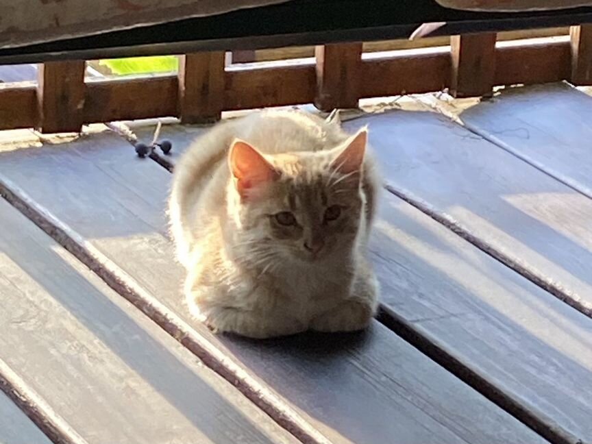 Котенок, цвет - белый с рыжими полосочками
