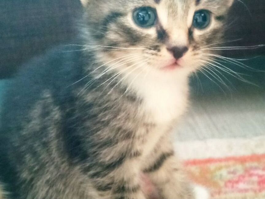 Чëрная с белыми пятнышками кошечка в добрые руки