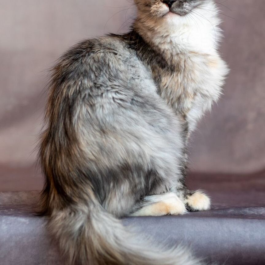 Девочка Мейн-Кун, редкий и эффектный дым