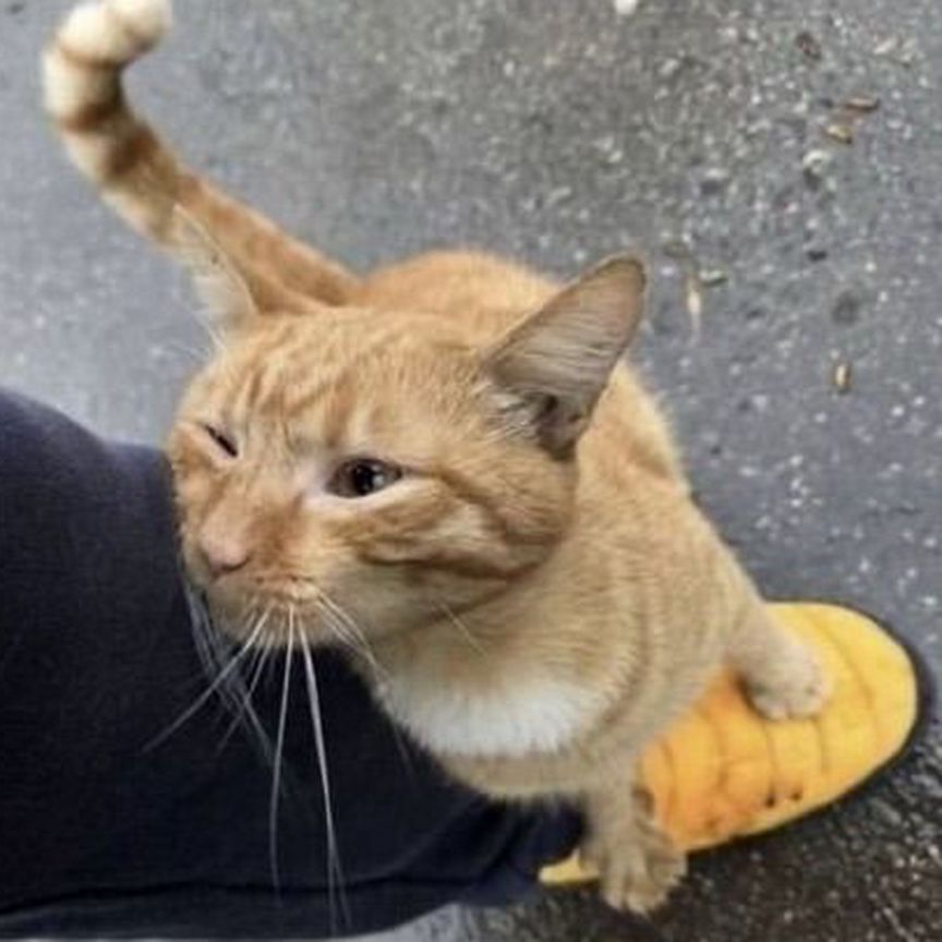 Взрослый кот в добрые руки