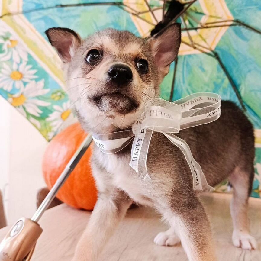 Щенок в добрые руки