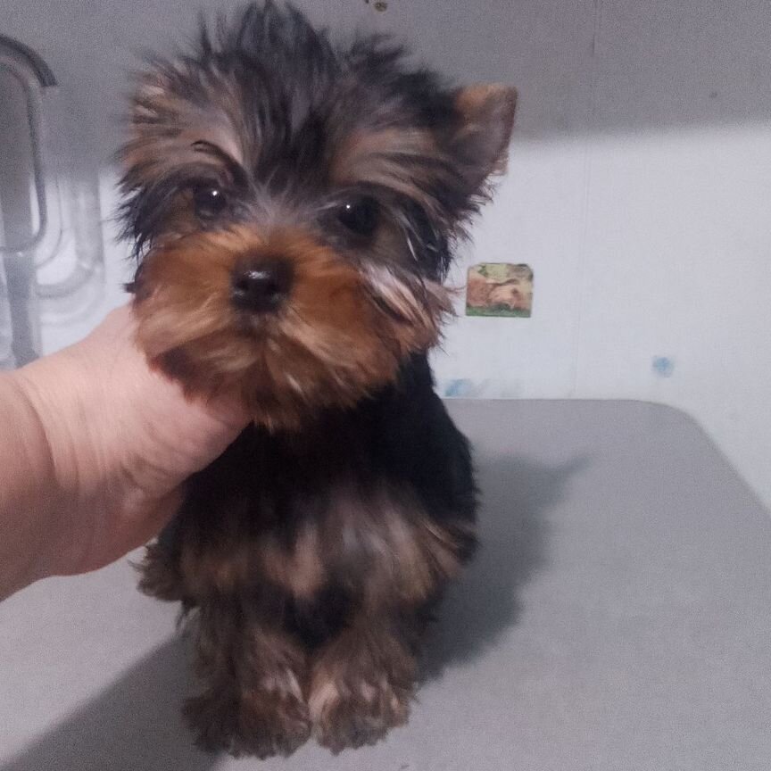 Йоркширский терьер, щенок
