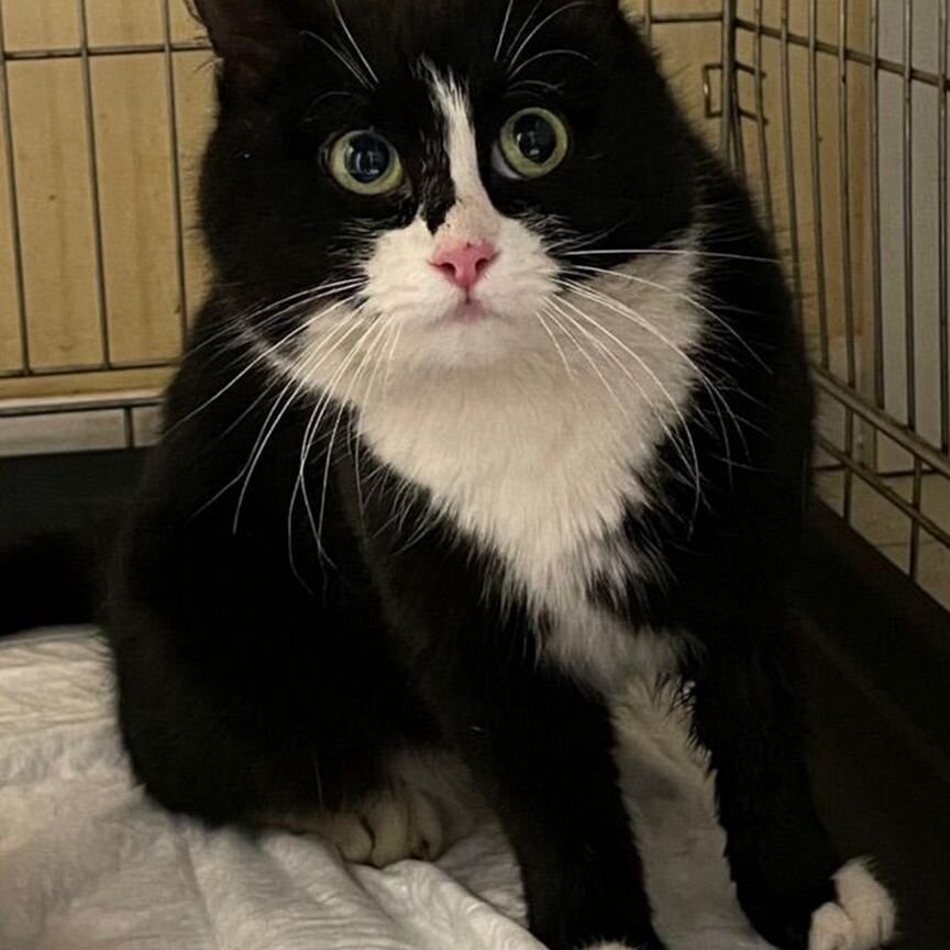 Сжальтесь над маленькой кошечкой