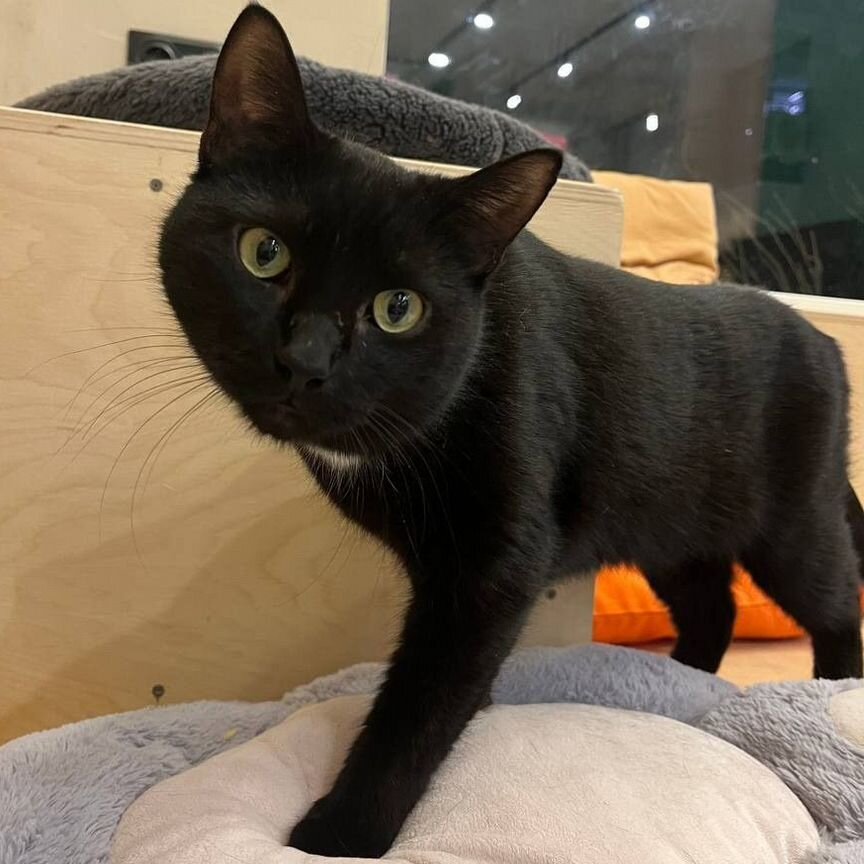 Коты в добрые руки