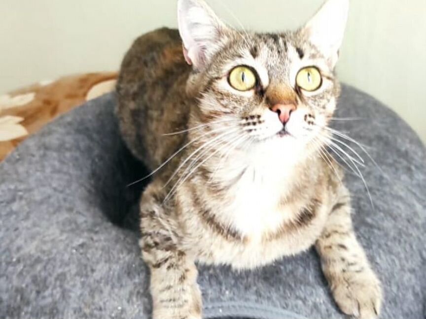 Кошки в добрые руки