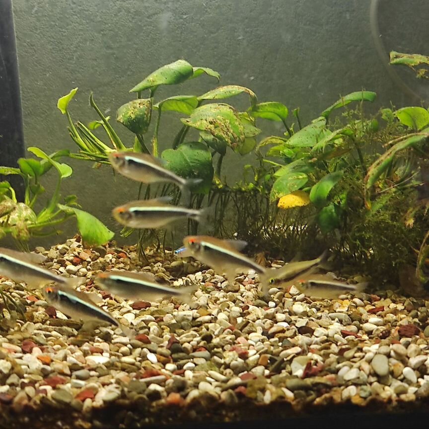 Черный неон