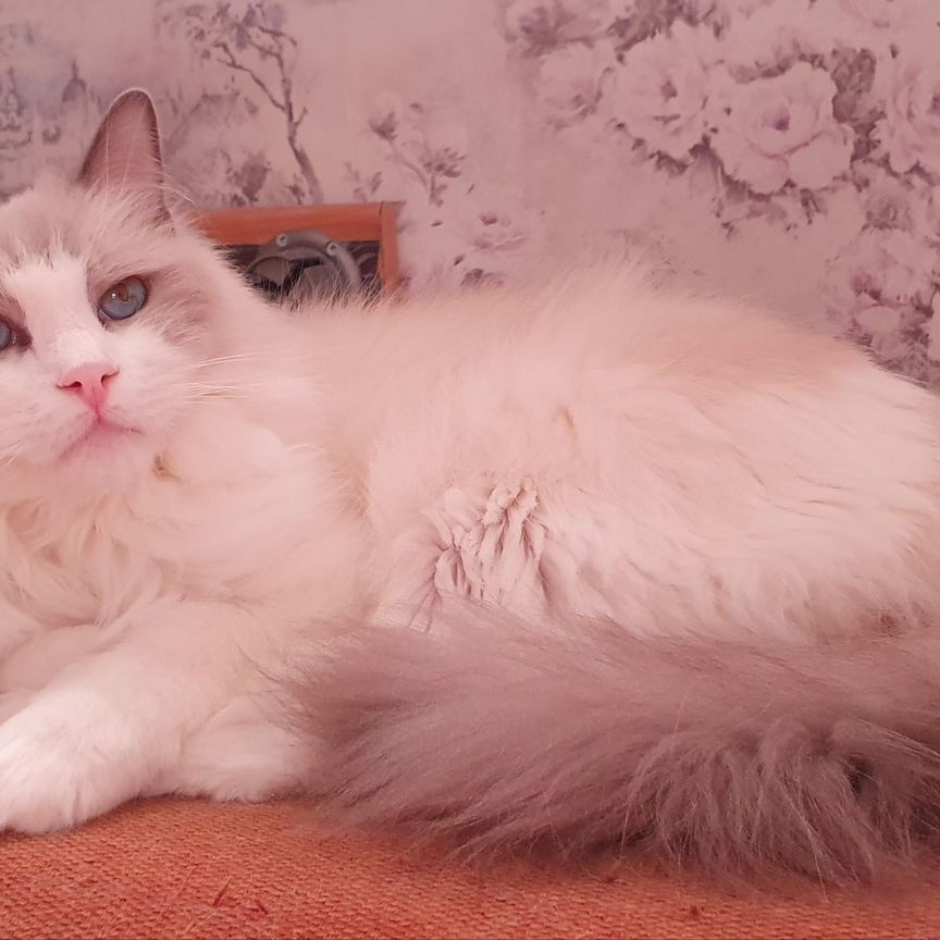 Кот рэгдолл