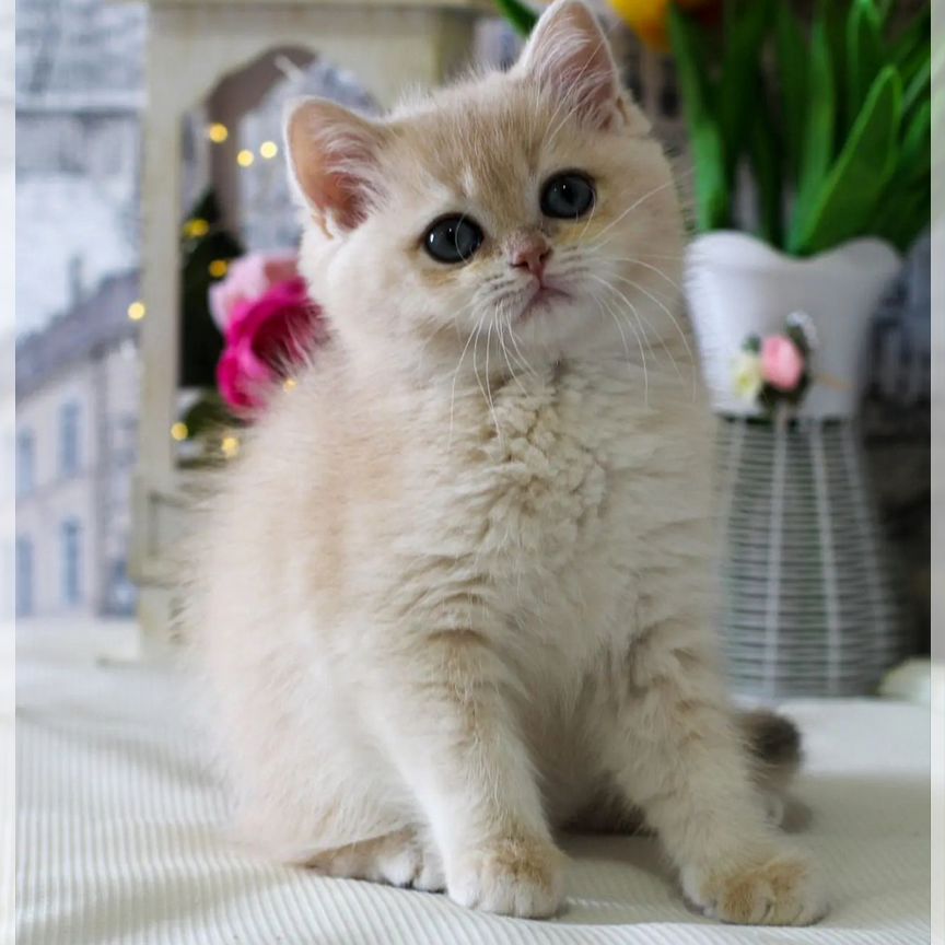 Британский короткошёрстный котёнок