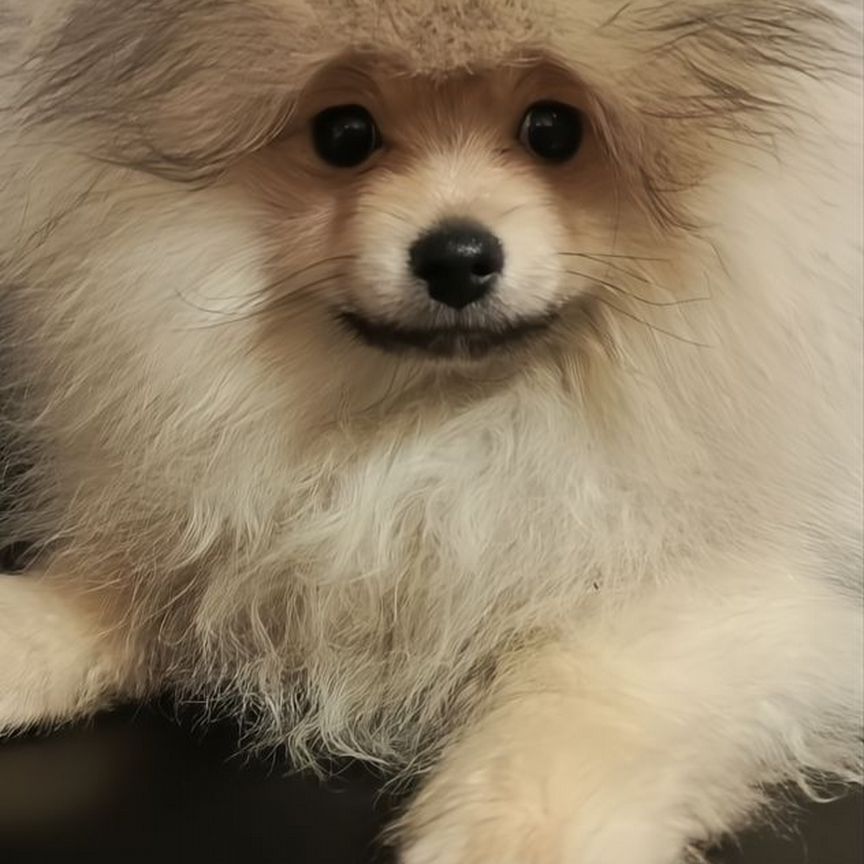 Померанский шпиц, щенок