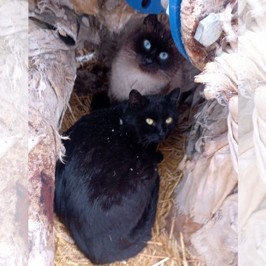 Британский короткошёрстный, взрослый кот