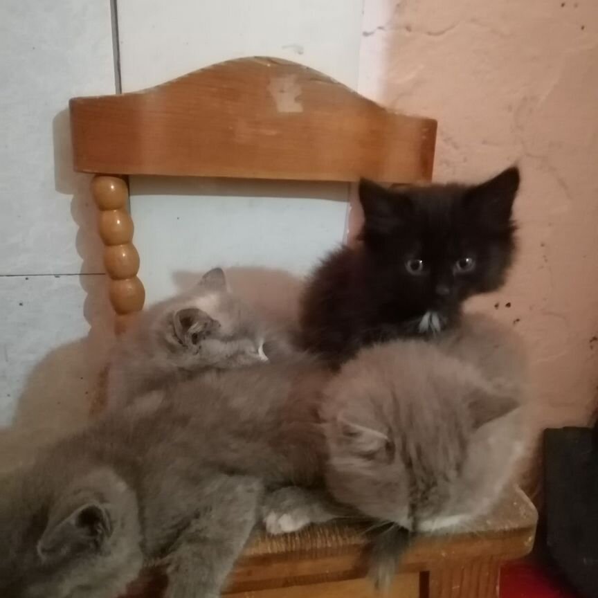 Сибирский котёнок