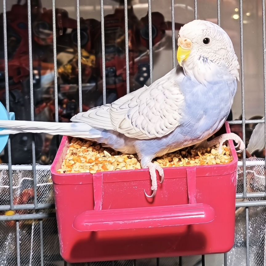 Волнистый попугай