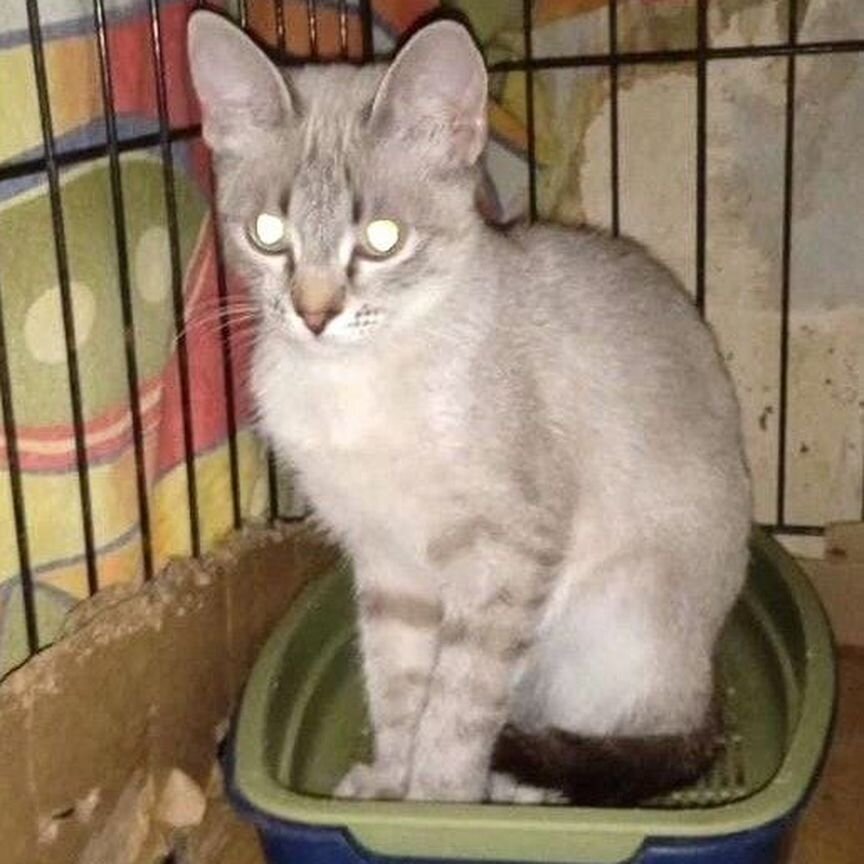 Тайская, взрослая кошка