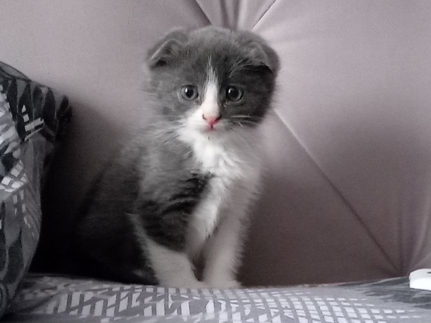 Вислоухие котята