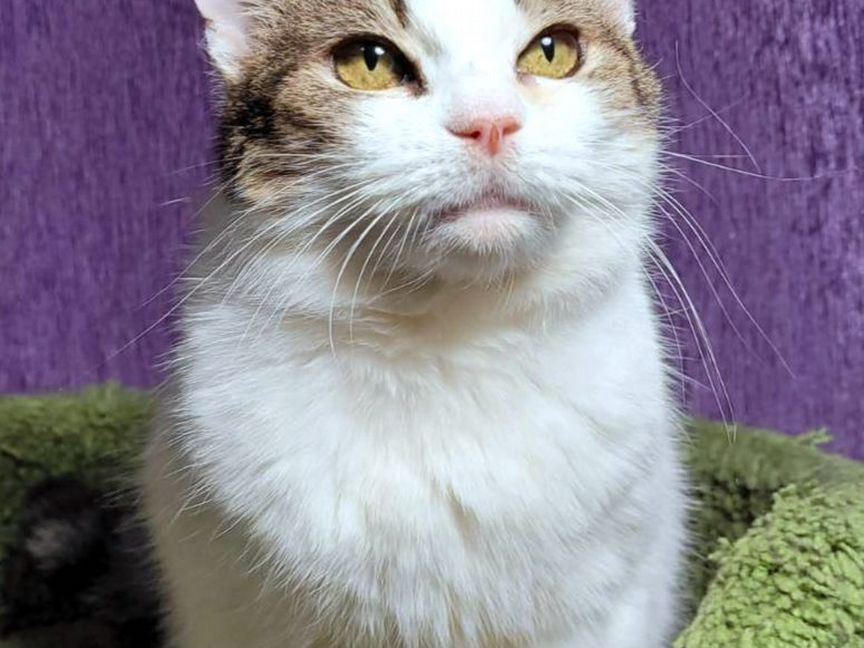Молодая кошка ищет дом
