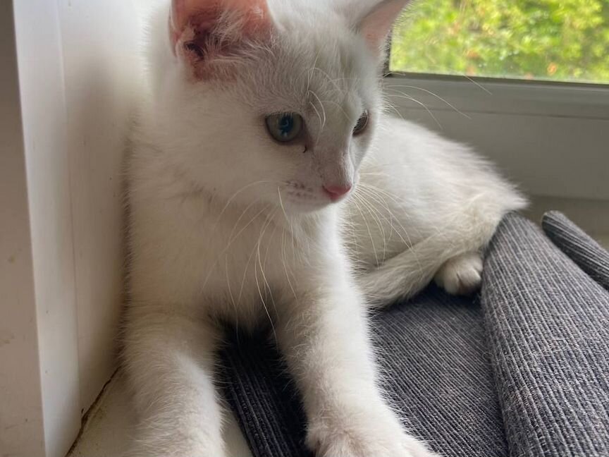 Котенок белый, девочка