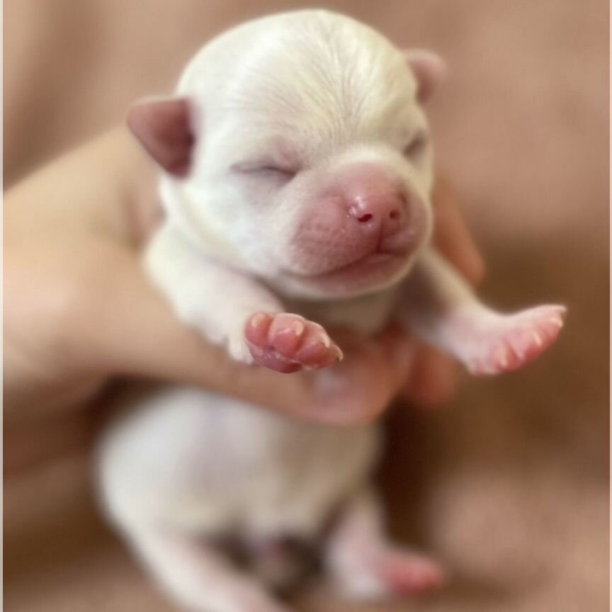 Чихуахуа, щенок