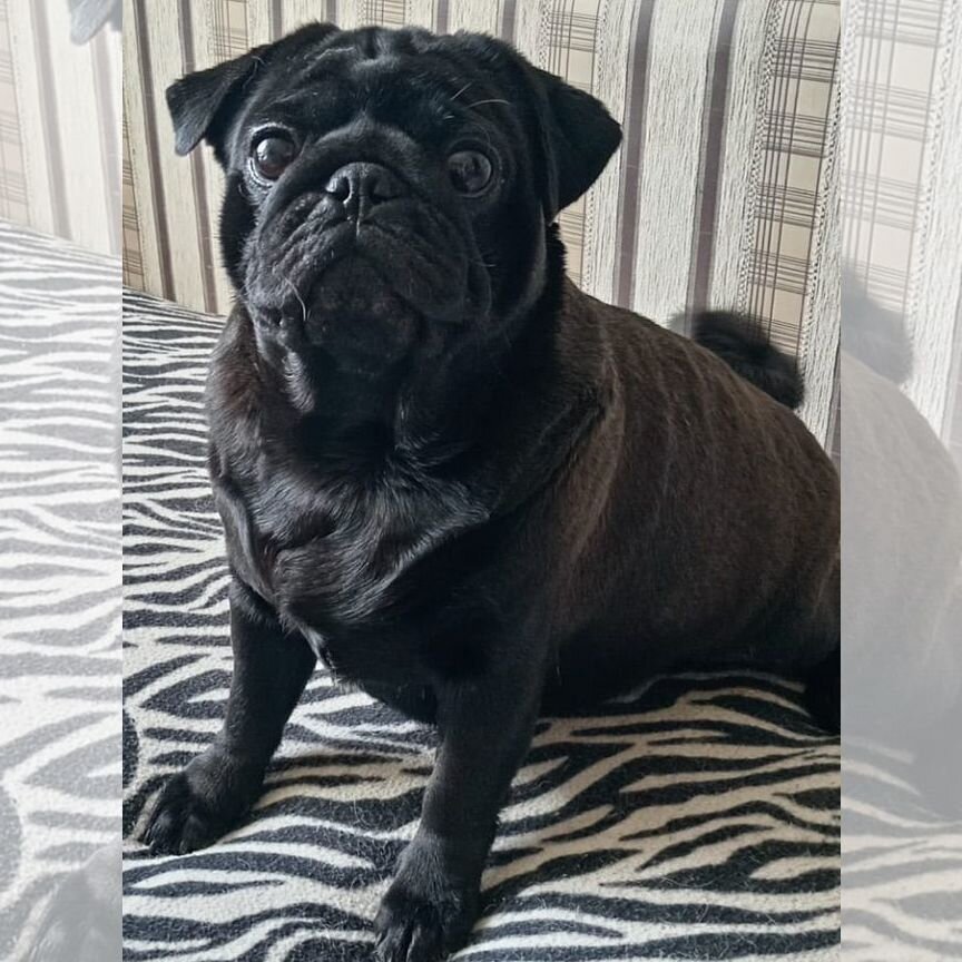 Собака в добрые руки отдам бесплатно