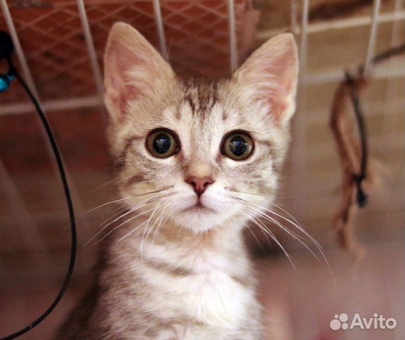 Маленький, нежный-снежный барс