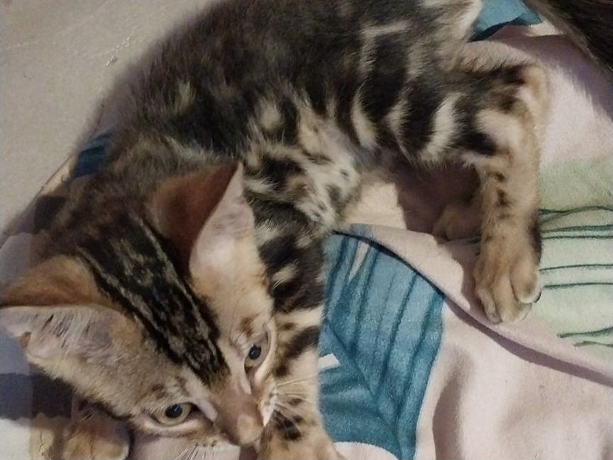 Бенгальская кошка