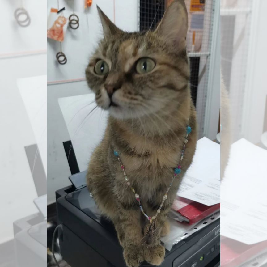 Взрослая, кошка в добрые руки