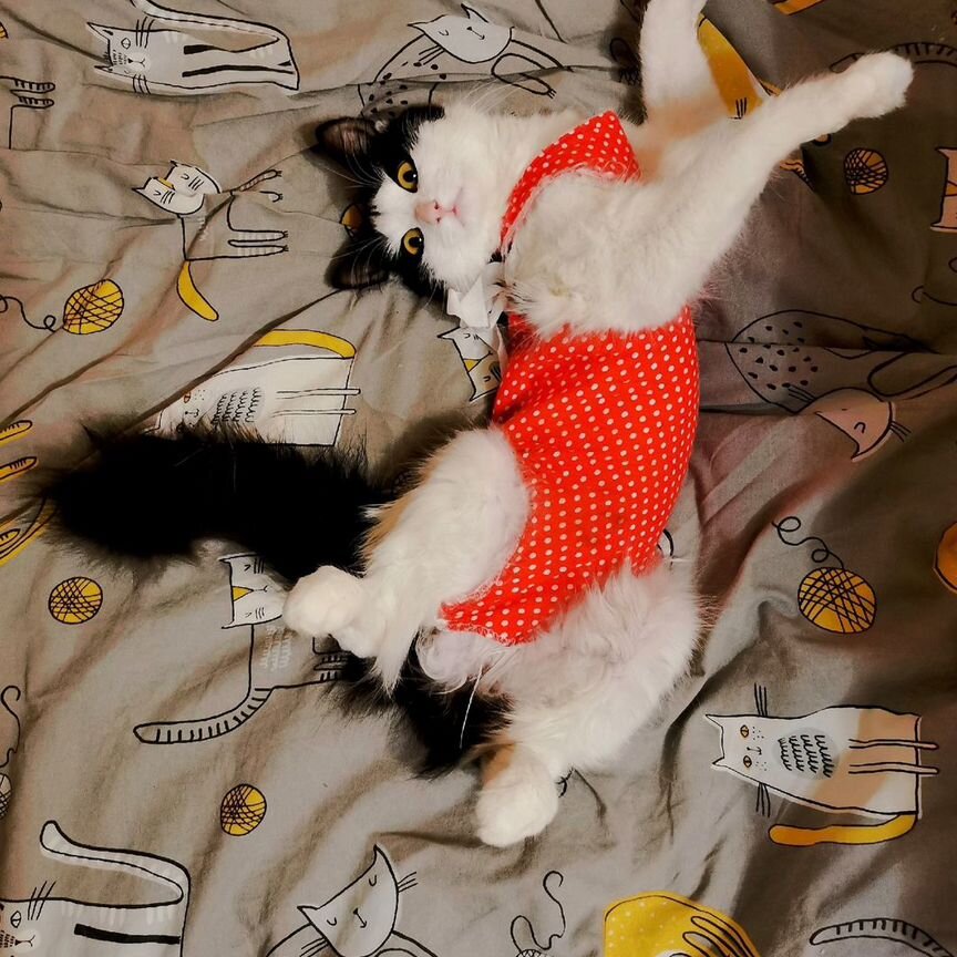 Кошечка Мара в добрые руки