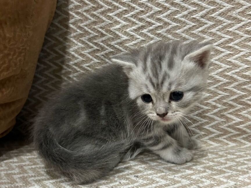 Котята (мама вислоухая британка, папа британец)