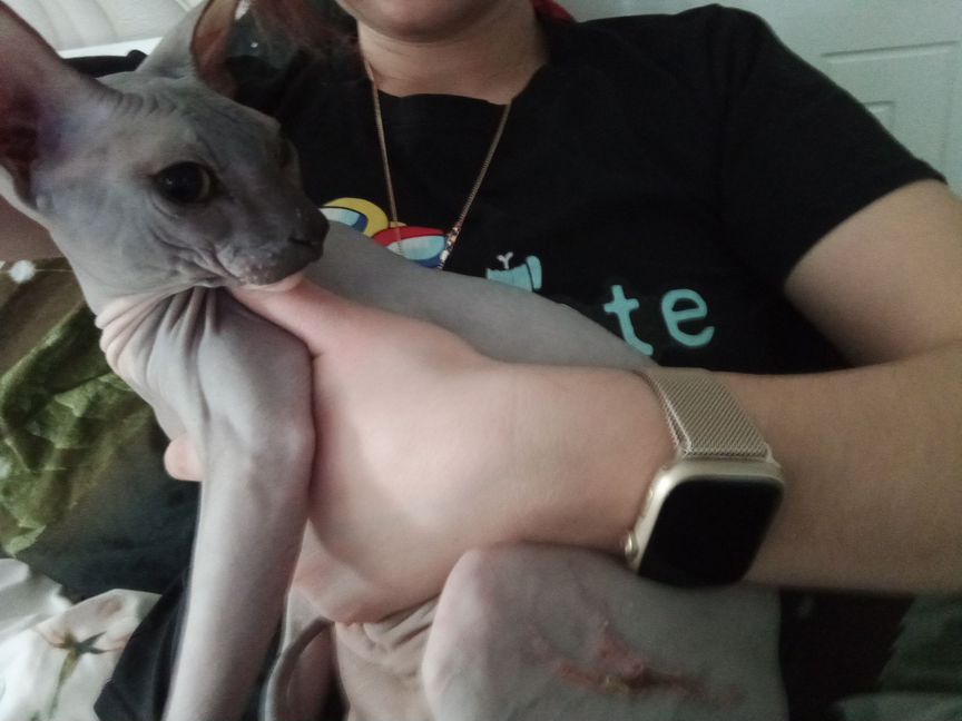 Отдам кота в добрые руки возраст 1,6