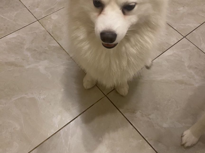 Собаки породы помски