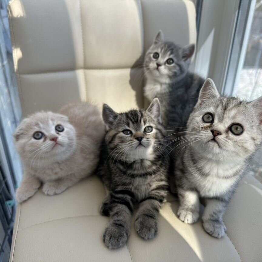 Шотландские котята