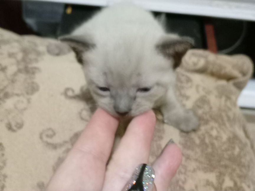 Кошка