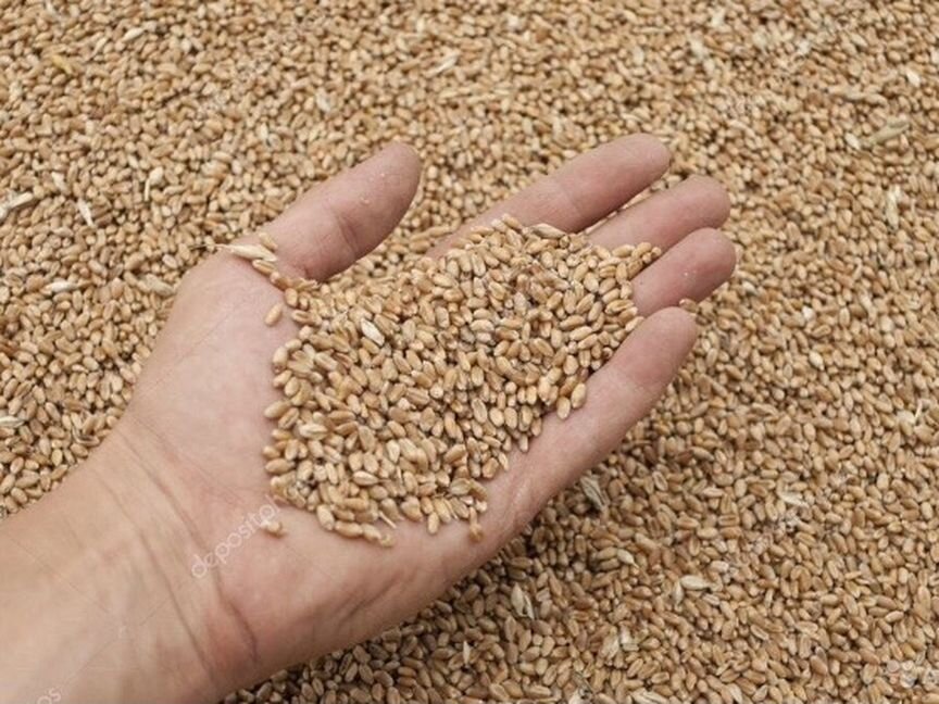 Корма для животных