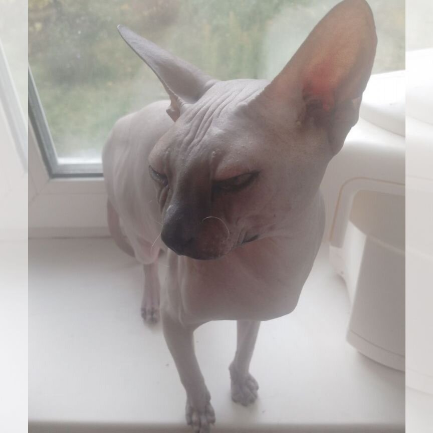 Донской сфинкс, взрослый кот