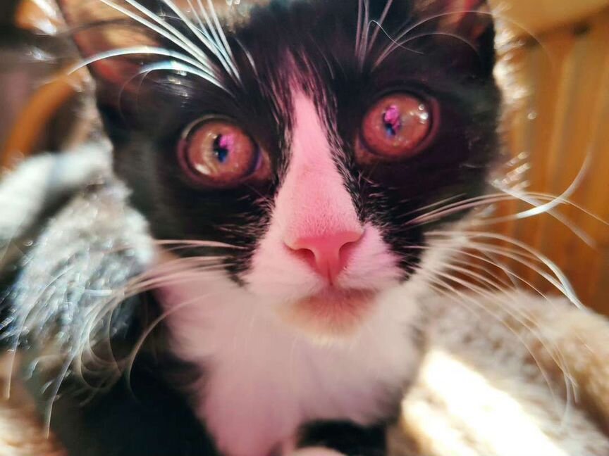 Магическая кошка