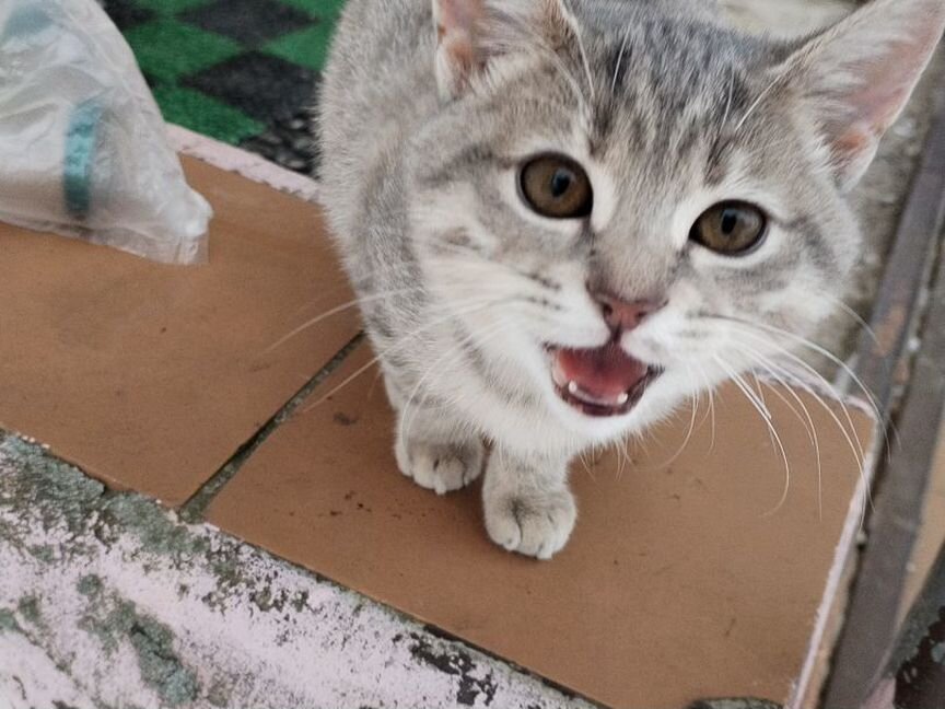 Котенок, 3, 5 месяца