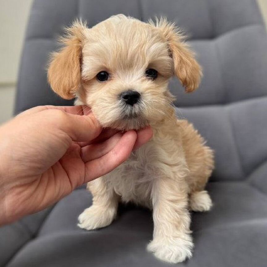 Мальтипу, щенок