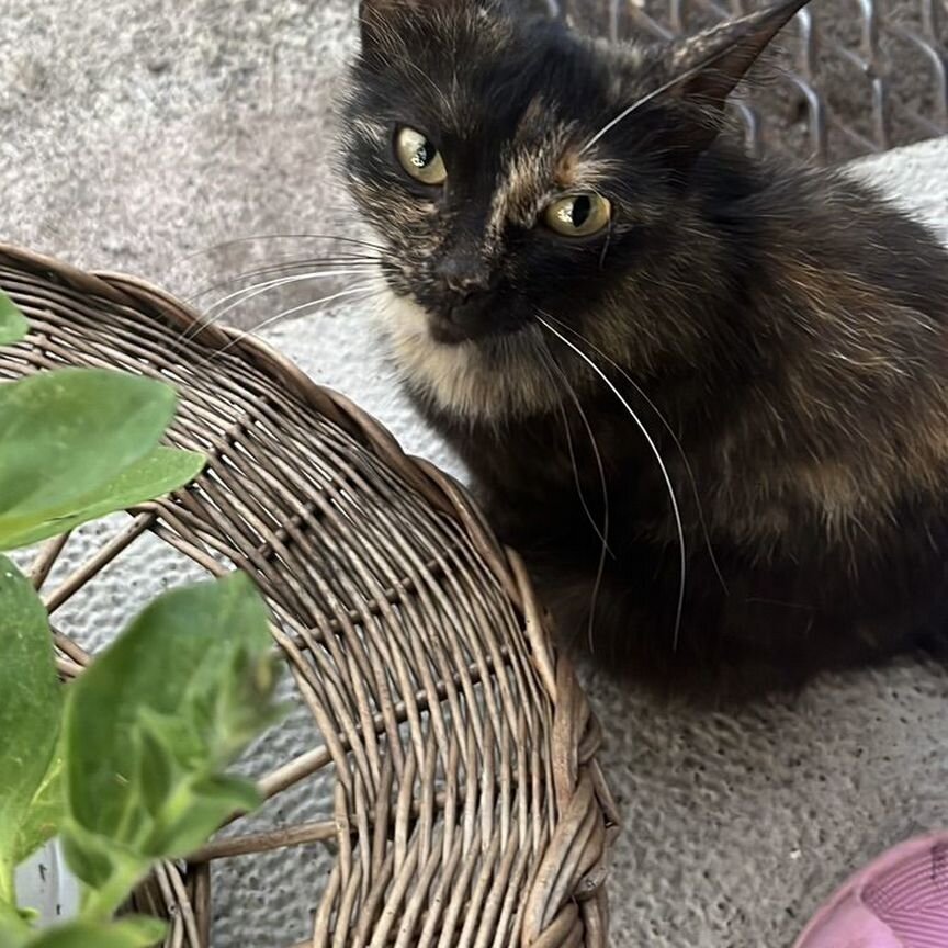 Кошка и котята в добрые руки