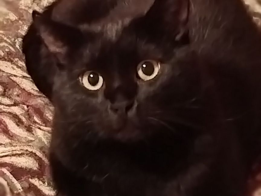 Дикий чёрный кот