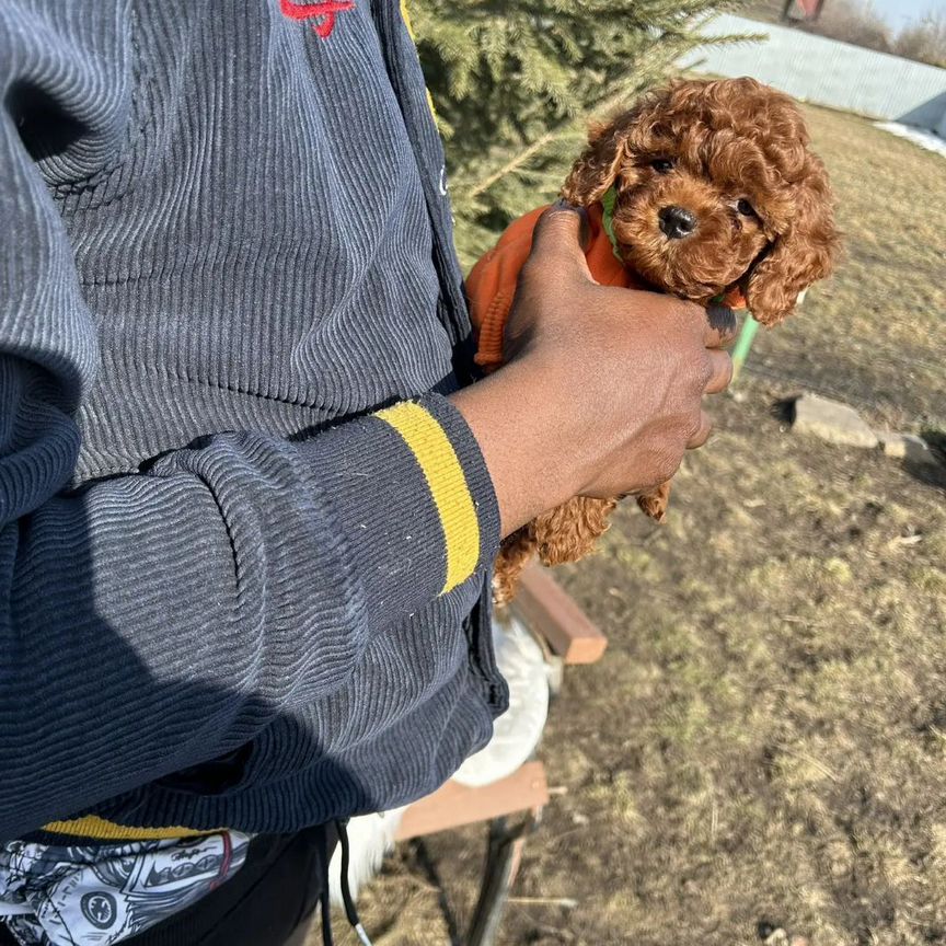 Той-пудель, щенок