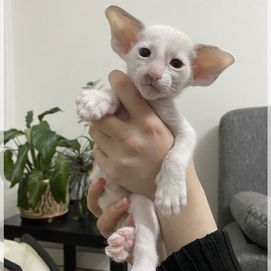 Ориентальный котёнок