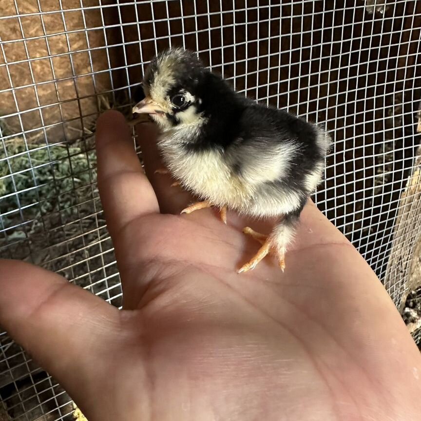 Цыплята бентамки