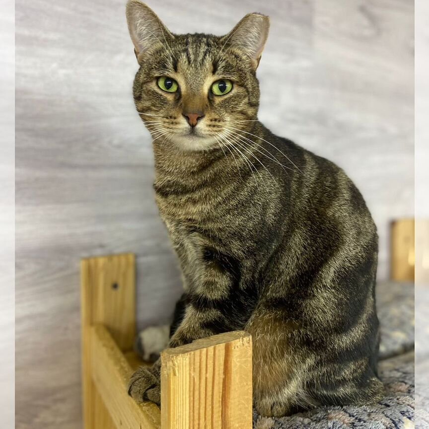 Кошка Эйприл ищет свой дом